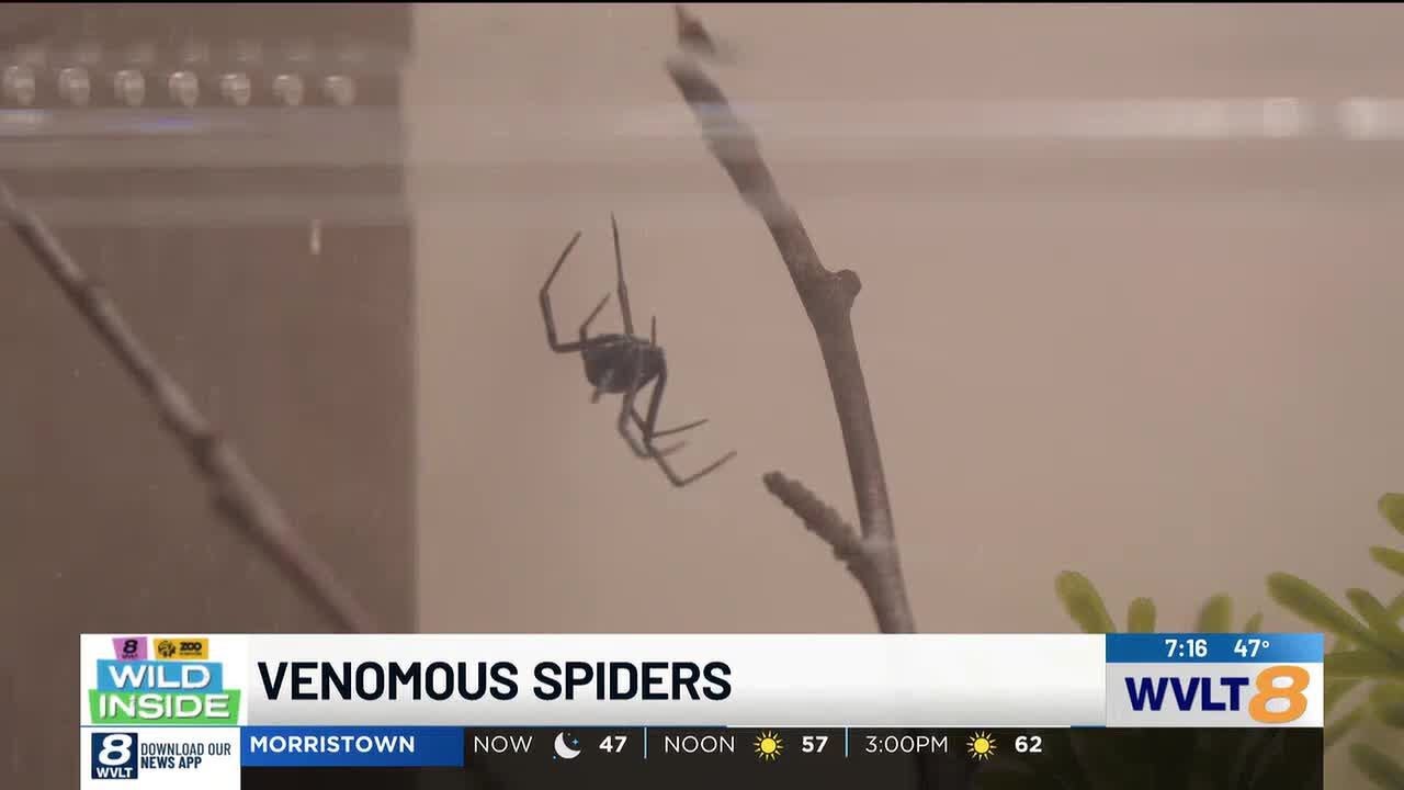 Creature myths: Getting up close and personal with spiders at Zoo ...
