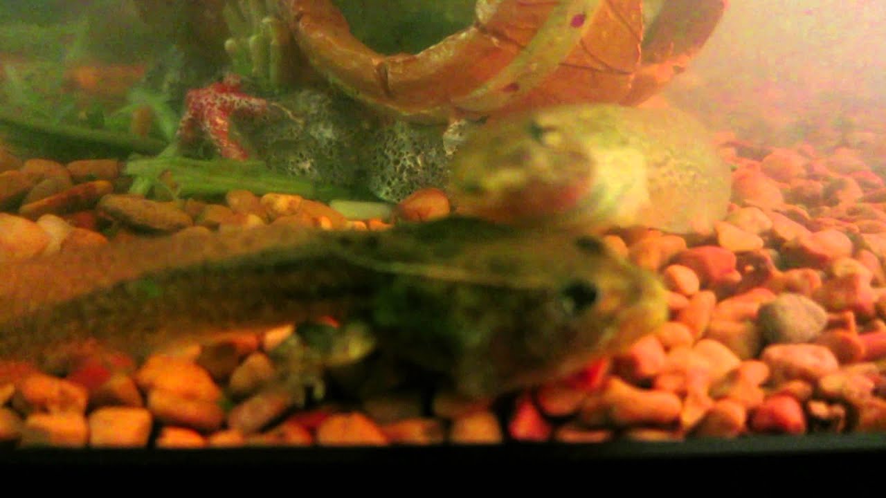 Tadpole Froglet - Two Legs, One Arm - Sutton Massachusetts - YouTube