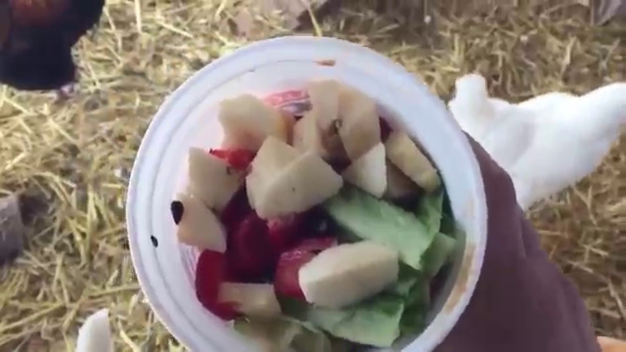 How to stop wasting food with Chickens!! - YouTube