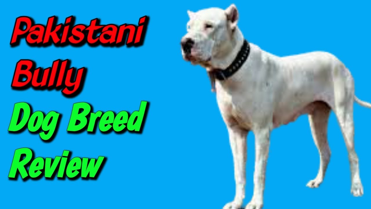Bully Kutta Dog Breed Review || Pakistani Bully [Indian Mastiff] Dog ...