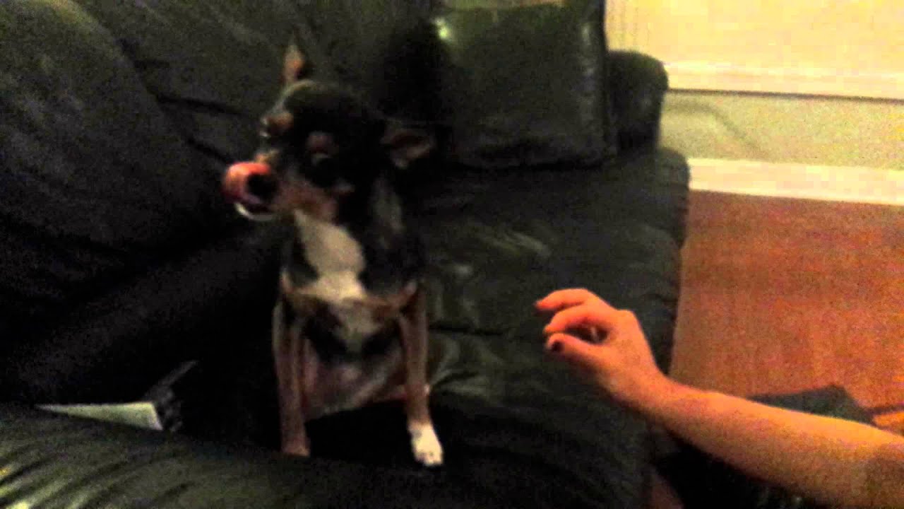 Mini doing tricks - YouTube