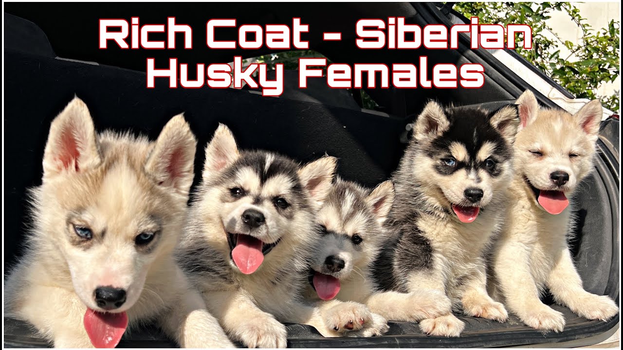 HIGH CLASS Husky Females | For Breeding & Show Homes - YouTube