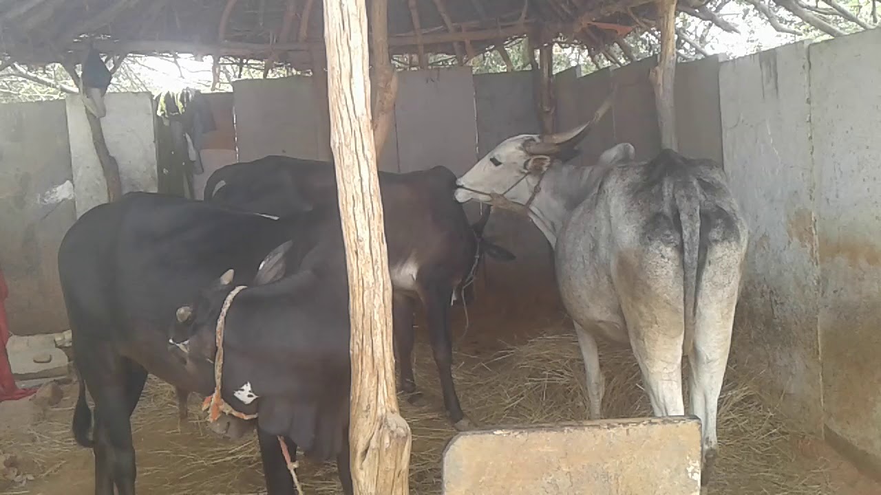 Maa cow's - YouTube