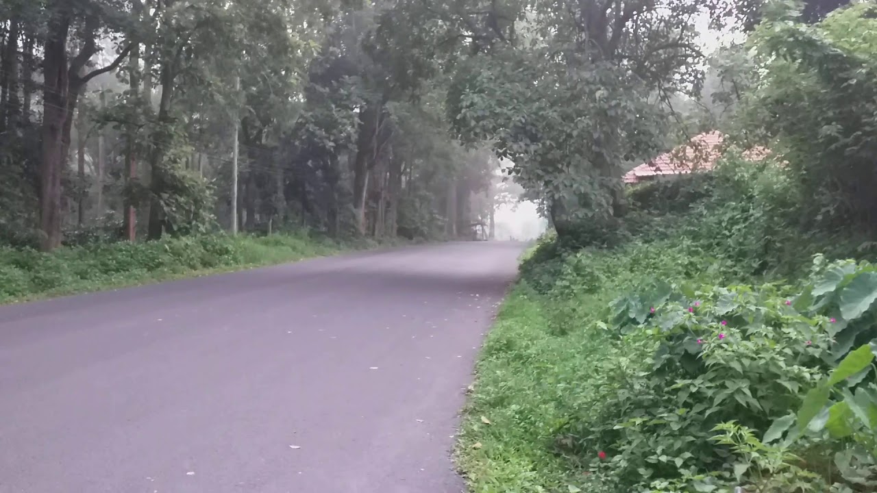 സുൽത്താൻ ബത്തേരിക്കടുത്ത് എക്സ് സർവിസ്മെൻ കോളനിയിൽ കാട്ടുപോത്തുകൾ NH ...