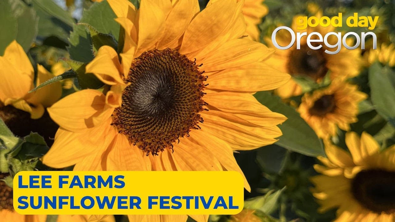 On the Go with Joe at Lee Farms Sunflower Festival - YouTube