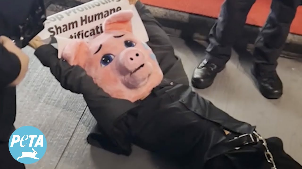 PETA Supporter in Pig Costume Arrested While Protesting Factory Farms ...