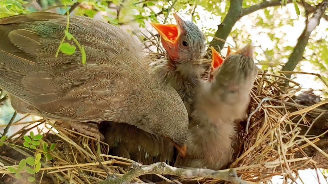 Jungli babbler bird babies is very hungry || Birds of Nature - YouTube