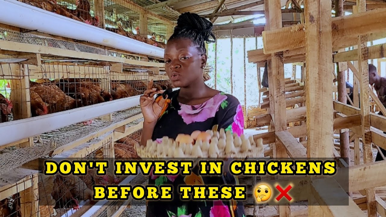 Why most chicken / POULTRY FARMERS are failing. STOP IGNORING THE SMALL ...