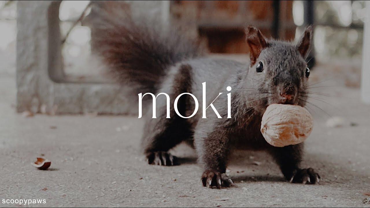 moki! - YouTube