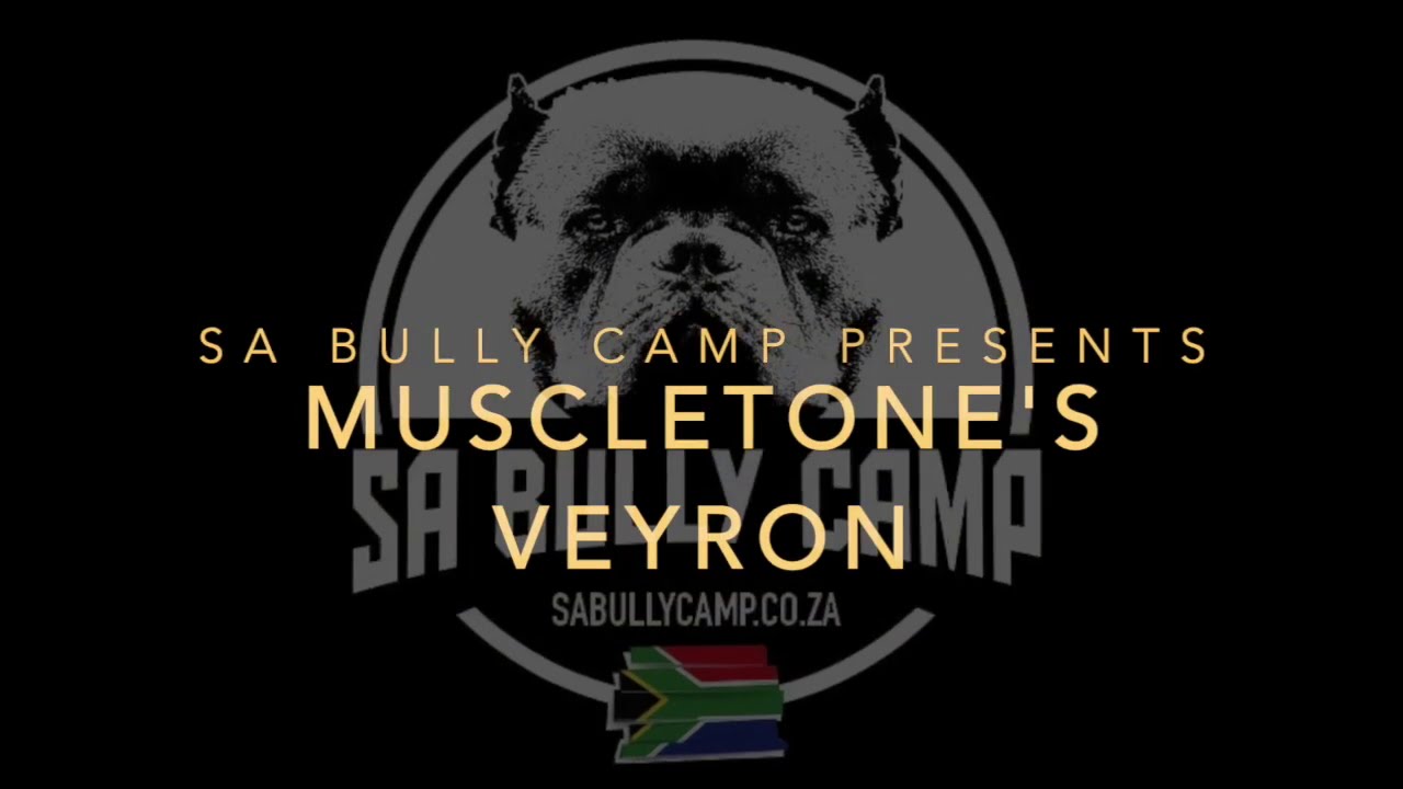 Veyron of SA Bully Camp - YouTube