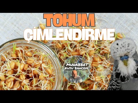 Muhabbet Kuşu Kolay Buğday Çimlendirme   Tohum Filizlendirme Nasıl Yapılır