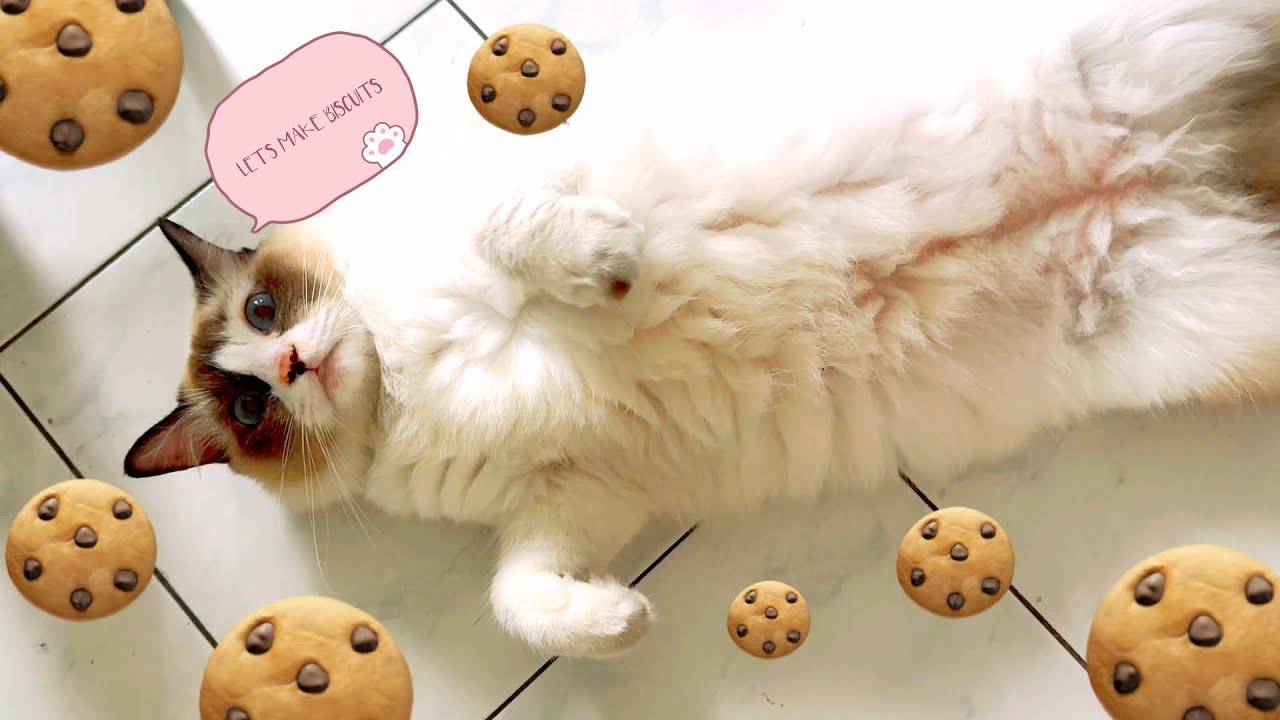 Cat making biscuits - YouTube