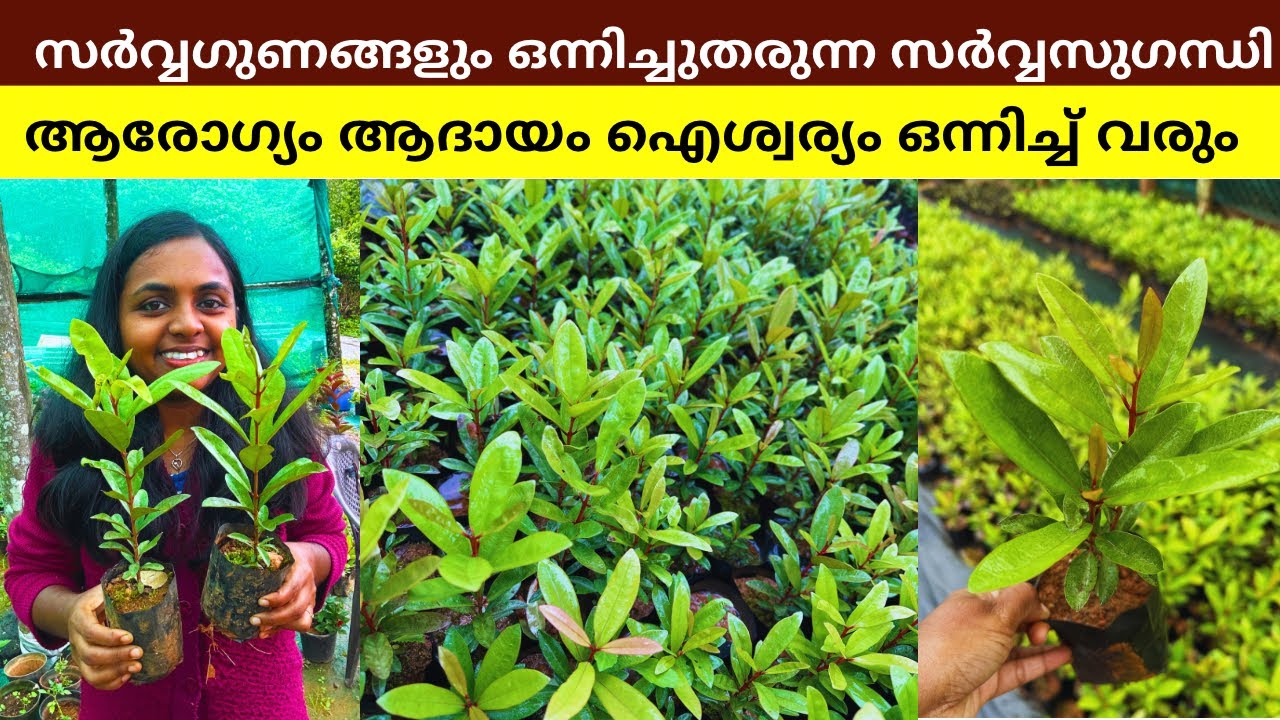 പലരും തേടി നടക്കുന്ന ചെടി സർവ്വ സുഗന്ധി 💚🌿Sarva Sugandhi Plant ️ All ...