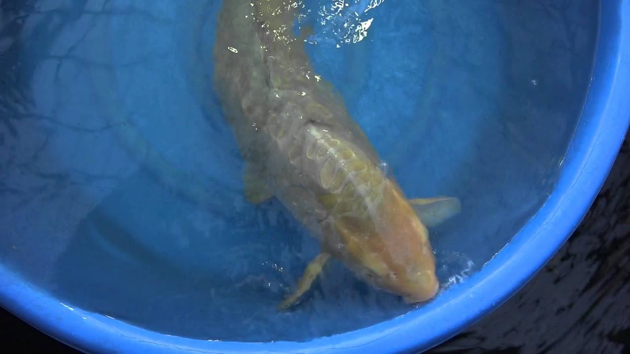 Green Doitsu Chagoi 86cm Female - KoiAqua - YouTube