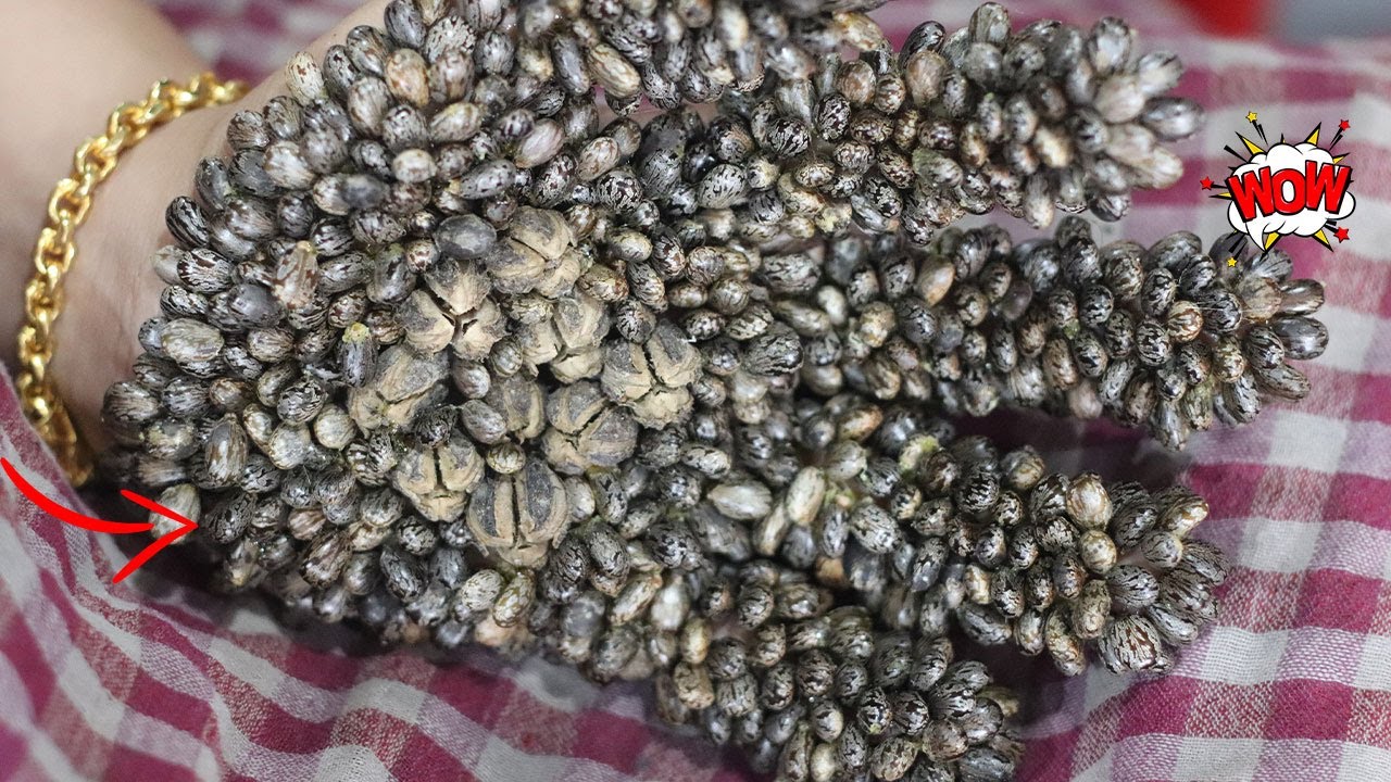 Remove Ticks With Green Seeds YouTube Remove Ticks With Green Seeds YouTube