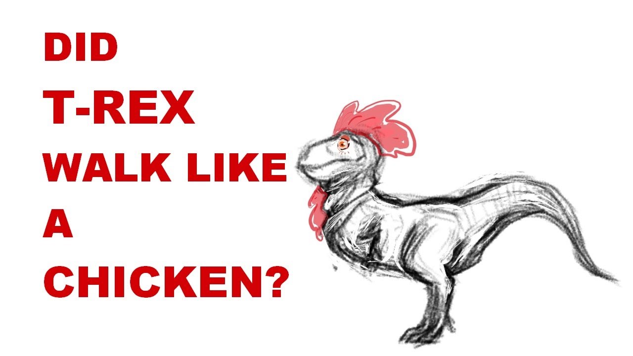 Did T-rex walk like a chicken? - YouTube
