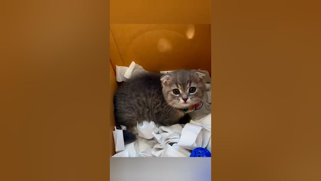 meow crying a lot 😒😒😒#meow - YouTube