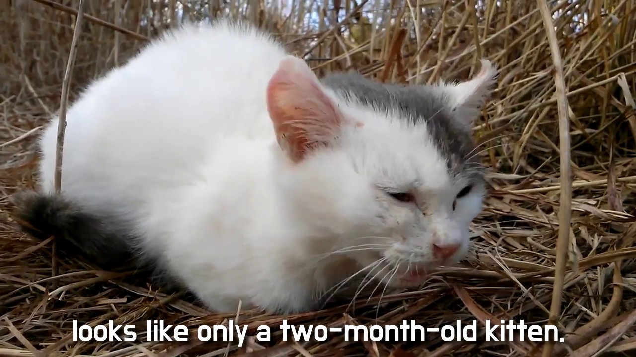 feral kitten's crying - YouTube