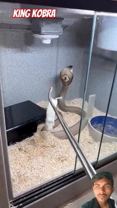 king cobra vs python | king cobra venom Win. #snake #youtubeshorts ...