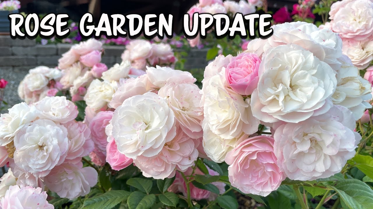 Rose Garden Update/See what's blooming in my garden! - YouTube