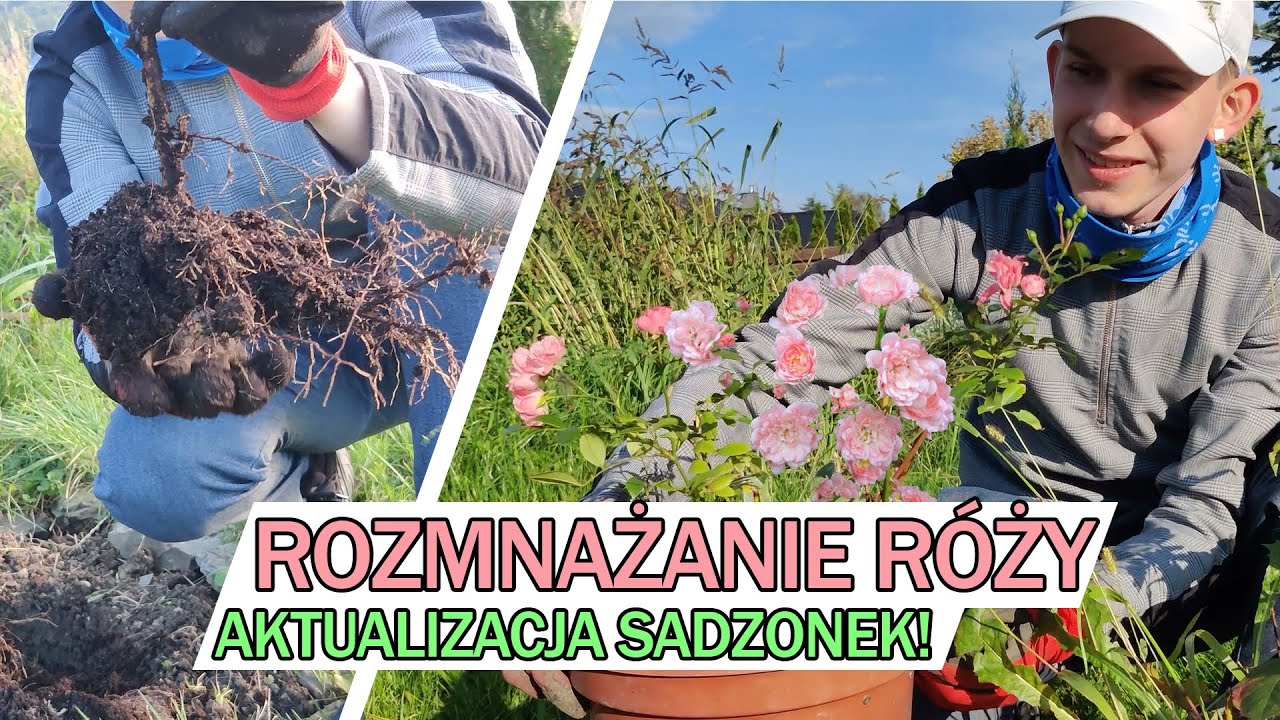 ROZMNAŻANIE RÓŻY - aktualizacja sadzonek! - YouTube