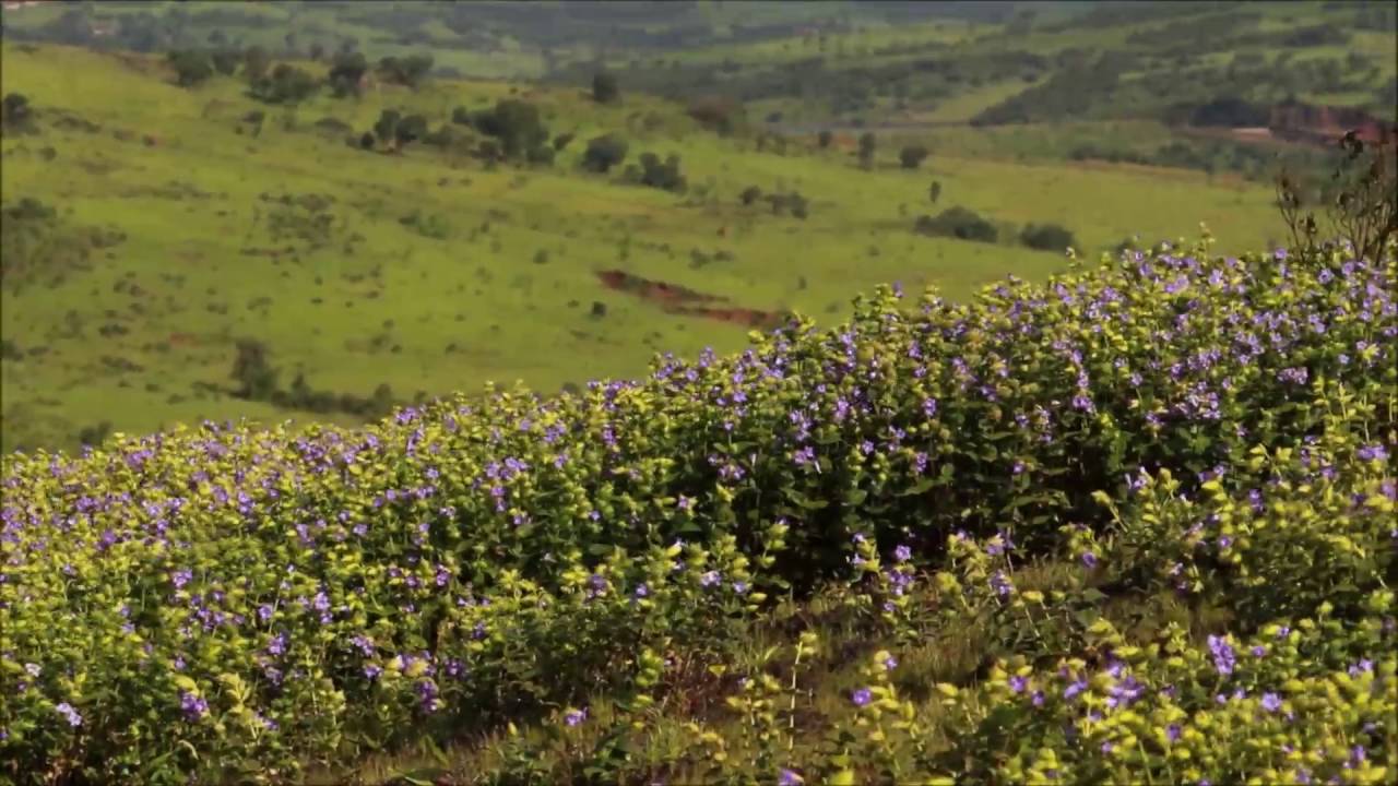 Wild Flowers @ Chalkewadi Windmill Farms, Satara - YouTube