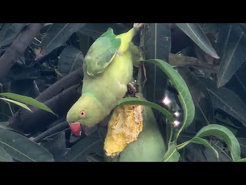 Free Barbarian Parrot Hen Sachi Enjoying Eating Organic Mango 🥭 😘❤️🦜