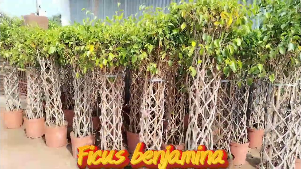 Ficus benjamina - YouTube