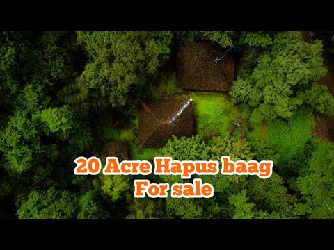 20 Acre Hapus Amba bag for sale|#konkan#ratnagiri#alphonsomango # ...