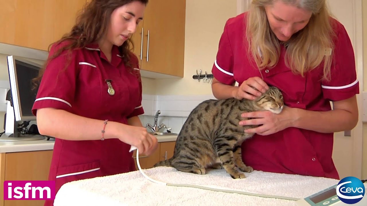 Blood pressure measurement in the cat: use of HDO (high definition ...