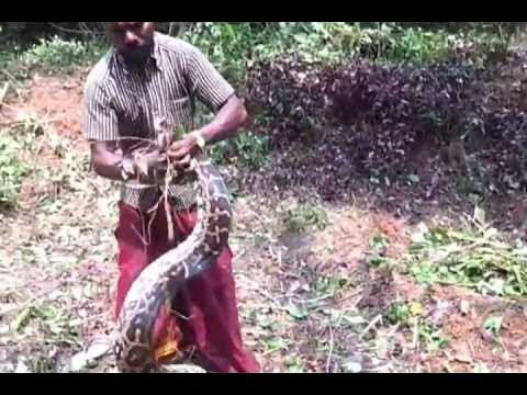 Python caught in kerala - YouTube