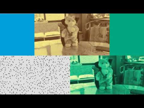 Tabby Teas Cat Cafe in Sheffield - YouTube