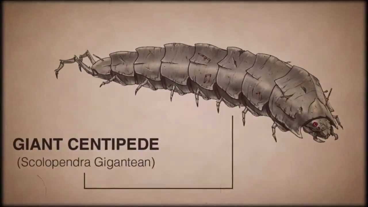 Centipede Boss Trailer - YouTube