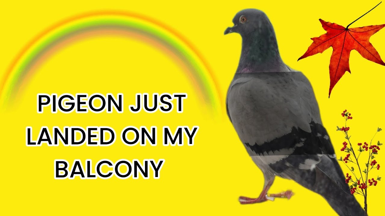 It took me a while to realized that this Pigeon need help. - YouTube