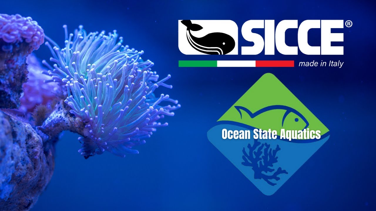 OSA - Ocean State Aquatics A New store and New Coral farm. - YouTube