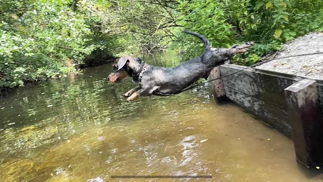 The Flying Dachshund 🚀 - YouTube