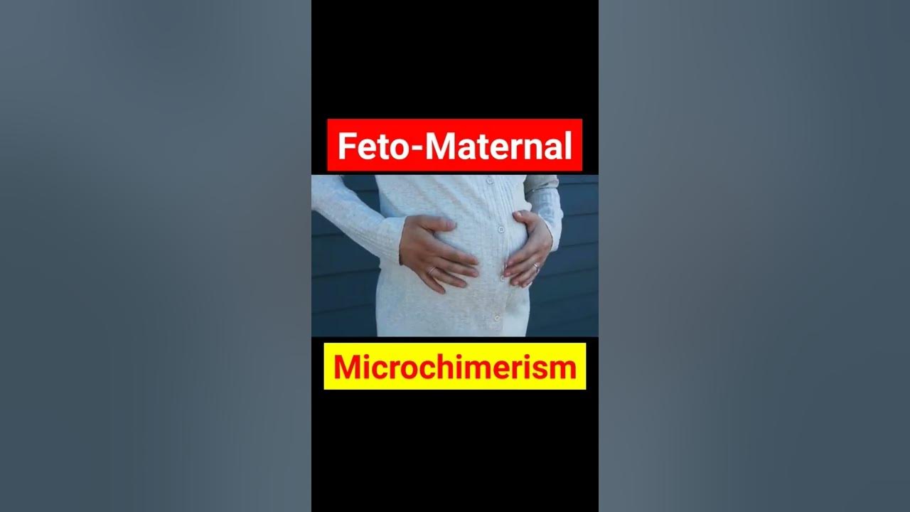 Feto Maternal Mi rochimerism Explained Urdu shorts fetus mother feto-maternal-mi-rochimerism-explained-urdu-shorts-fetus-mother