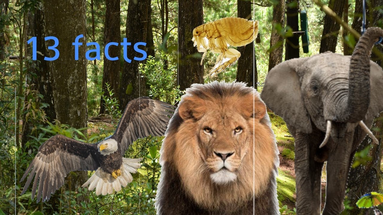 Amazing 13 facts about animals you have to know - YouTube