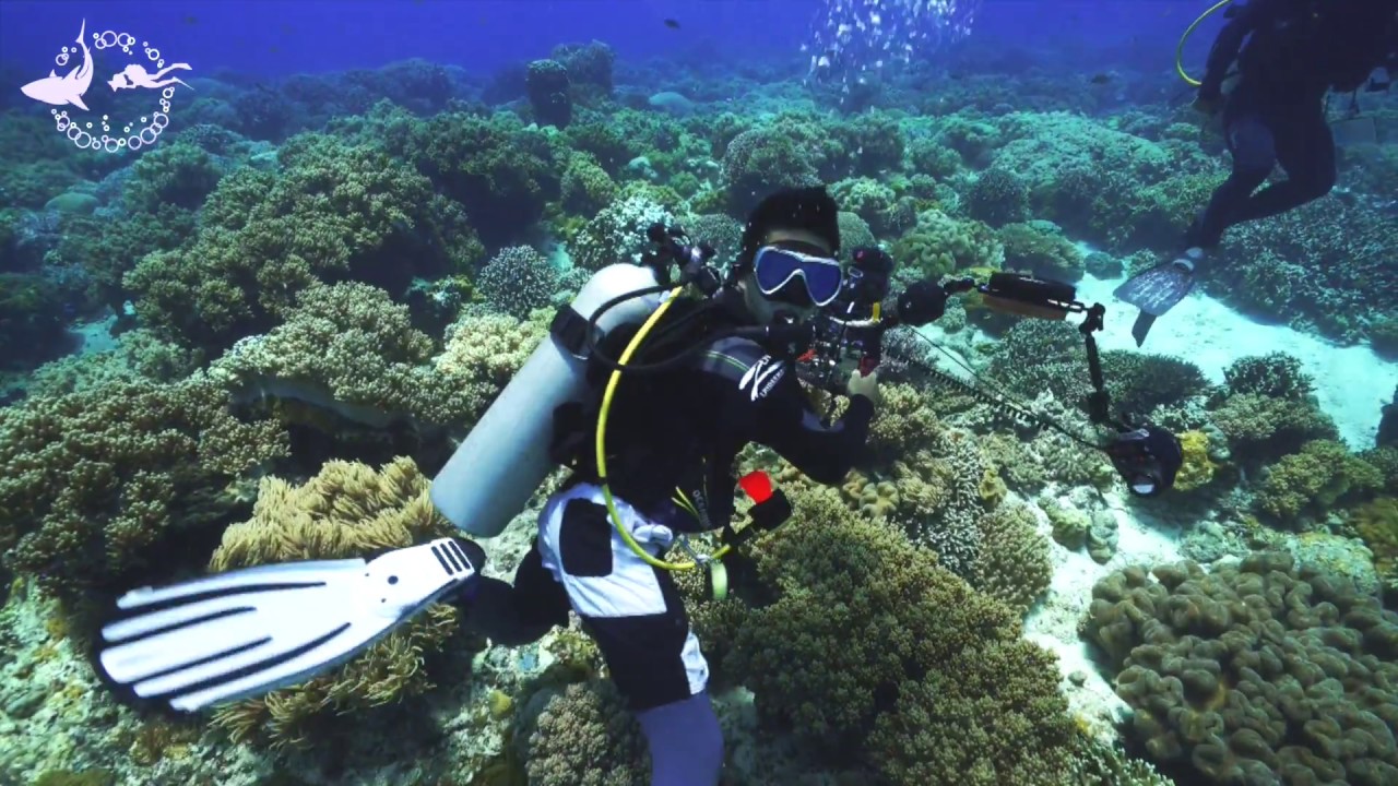 Fun Dive Project (Dumaguete,Philippines) - OCEAN CONCEPT - YouTube