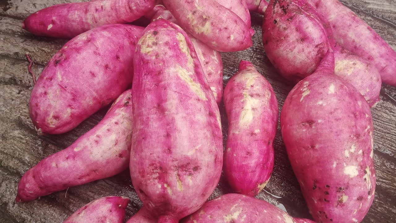harvest na my sweet potato garden ang laki na ng laman/ KUYA REY MIX ...