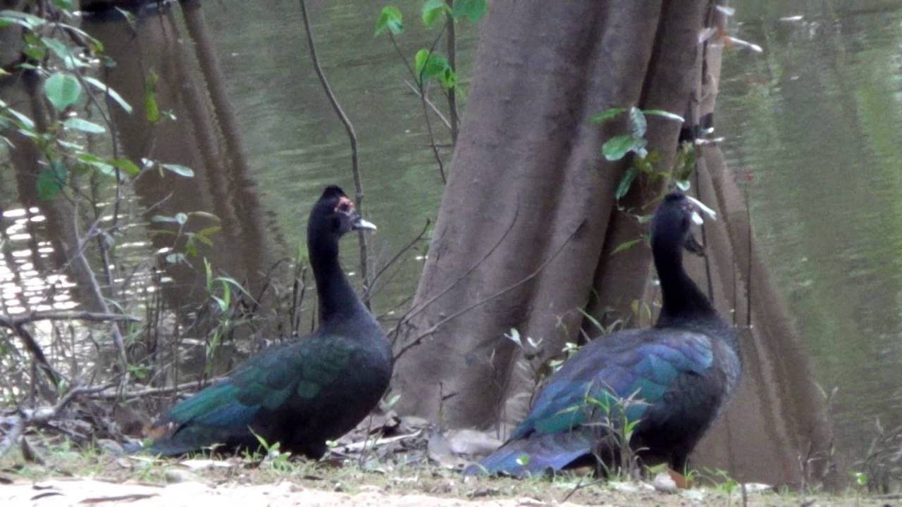 PATO-DO-MATO, (CAIRINA MOSCHATA), MUSCOVY DUCK, PATO-ALMISCARADO, PATO ...