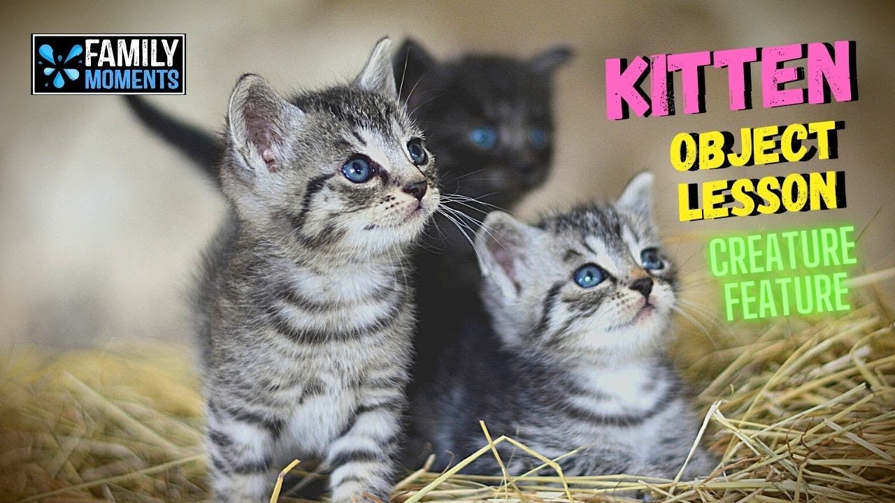 OBJECT LESSON WITH KITTENS - AS PLAYFUL AS A KITTEN - YouTube