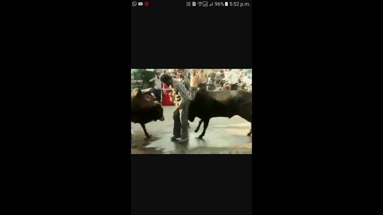 Bull hit a drunk man🐂in India😅 - YouTube