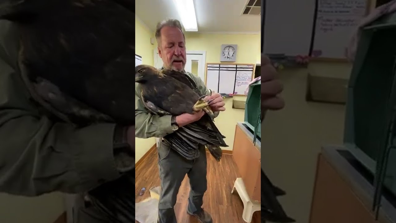 Harpy Eagle Talons: Are They REALLY Stronger Than Bear Claws ...