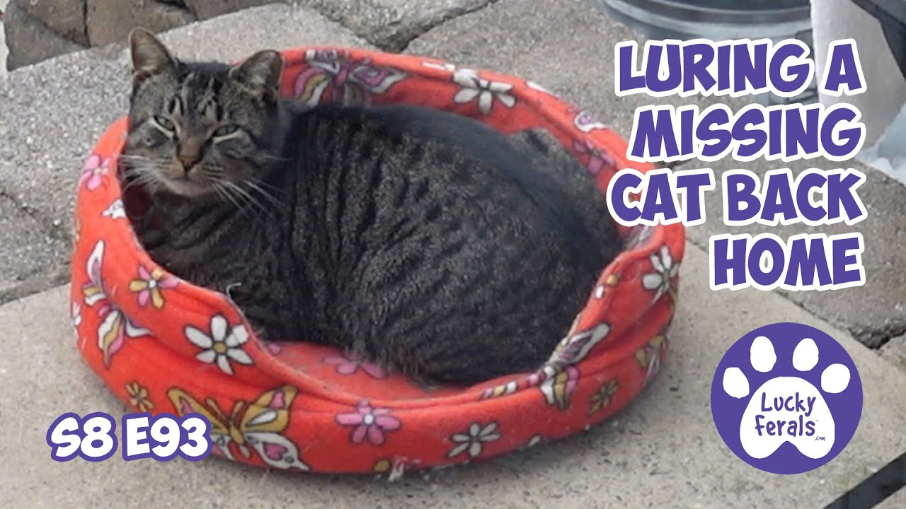Luring A Missing Cat Back Home, Physical Anxiety - Missing Cat Day 4 ...