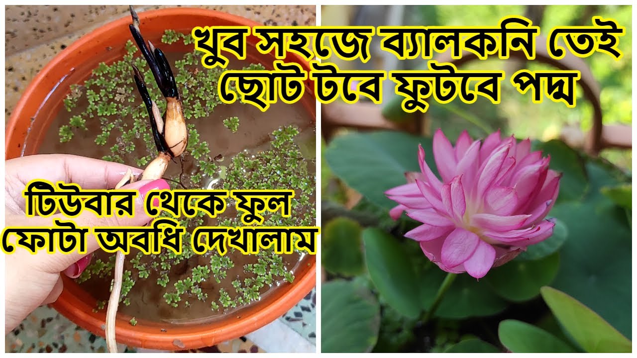 খুব সহজে ছোট জায়গা তে পদ্ম গাছ | How to grow lotus tuber | Liang Li ...