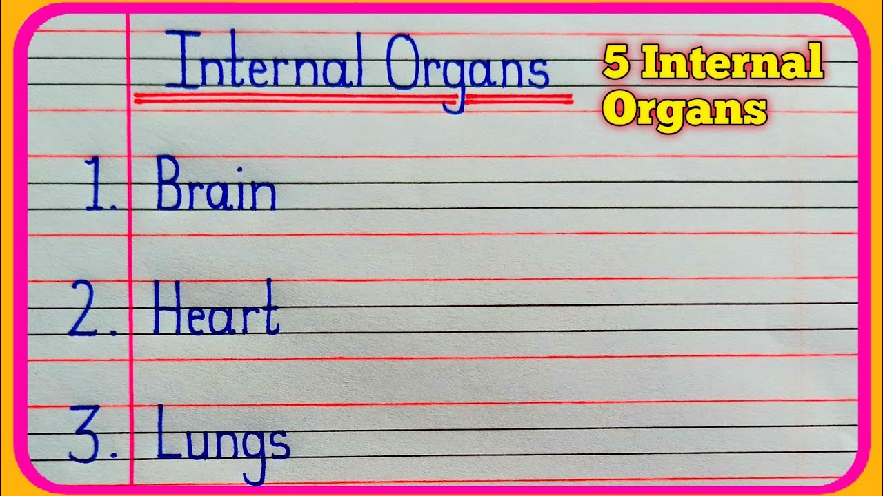 Internal Organs | 5 Internal Organs | Five Internal Organs | Internal ...