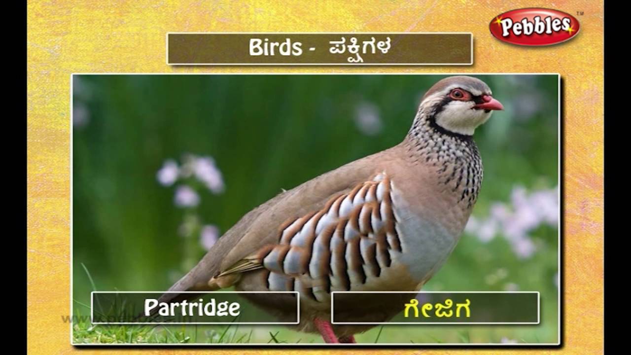 Speak Kannada Through English Lesson 06 Birds YouTube