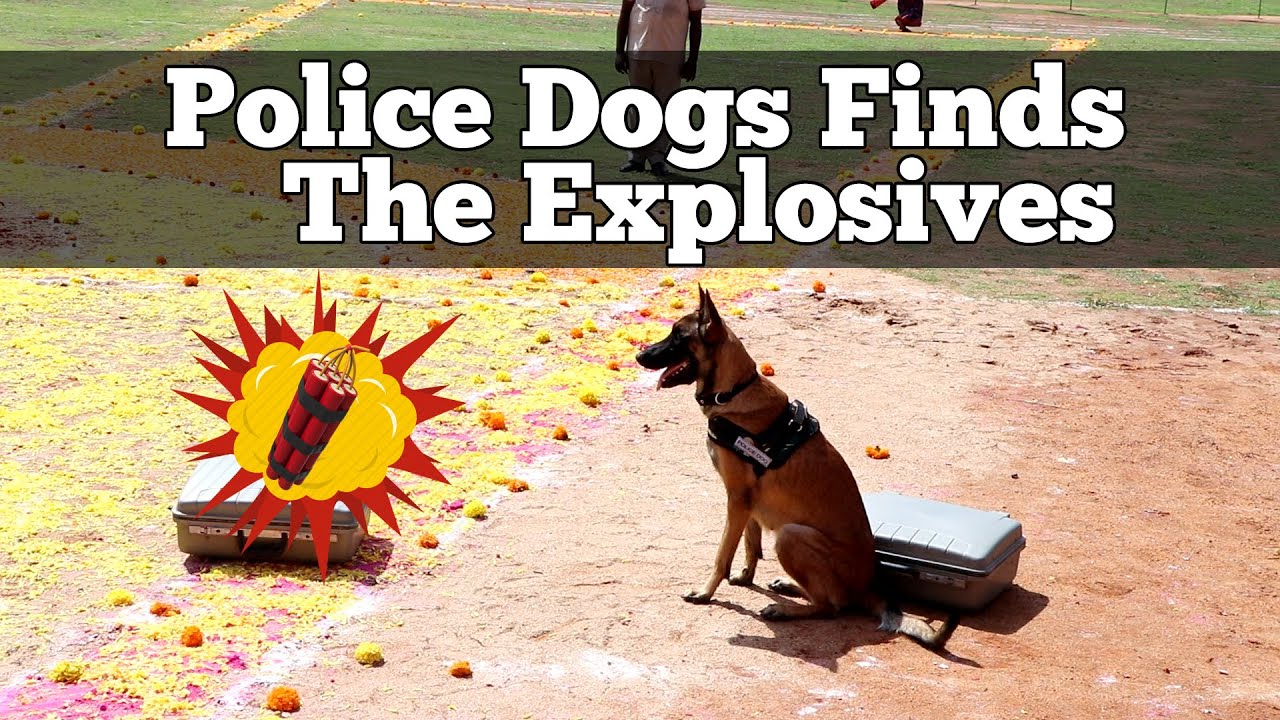 How Police Dogs Catch The Explosive Bombs | Training & Leads | Nellore ...
