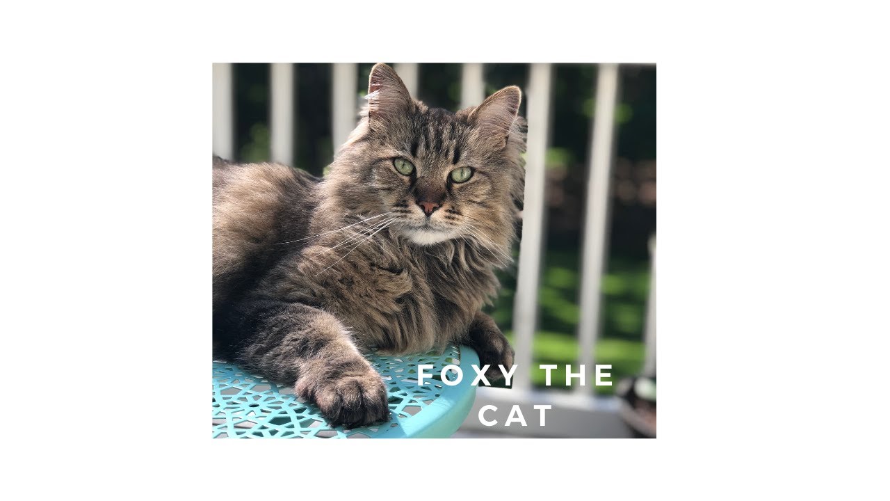 Foxy the Cat Says Hi! - YouTube
